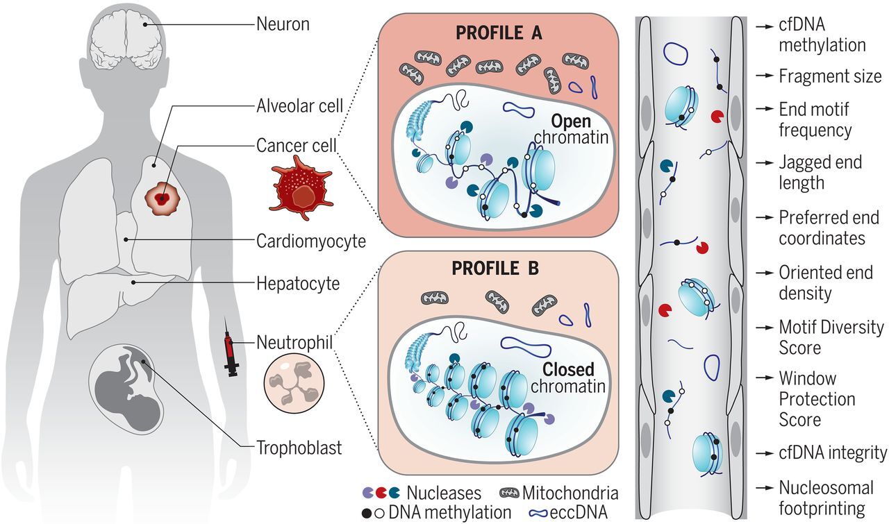 Cell Fragmentation