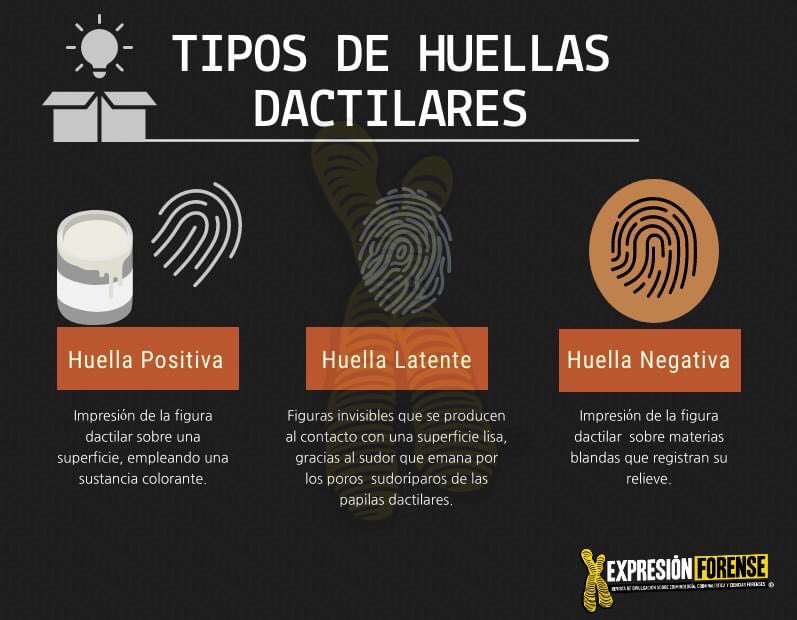 7 Tipos De Huellas Dactilares