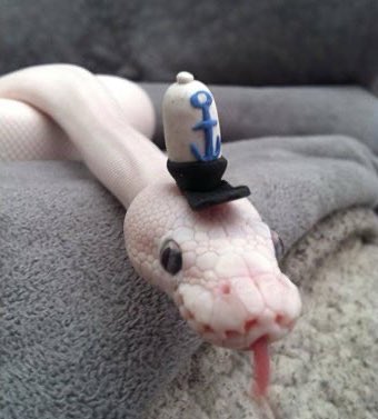 Snakes In Hats