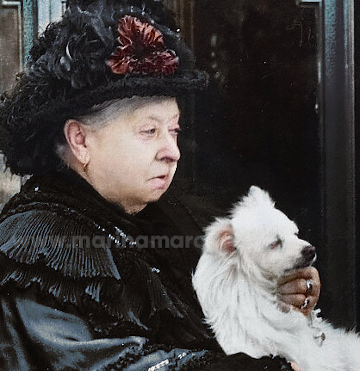 Did Queen Victoria Have A Pomeranian