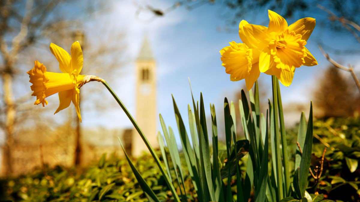 Cornell University Spring
