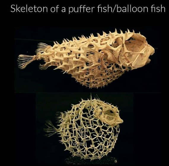 Puffer Fish Diagram