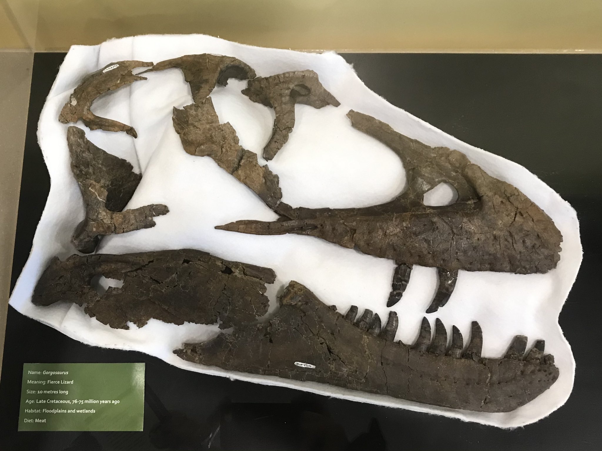 Gorgosaurus Skull