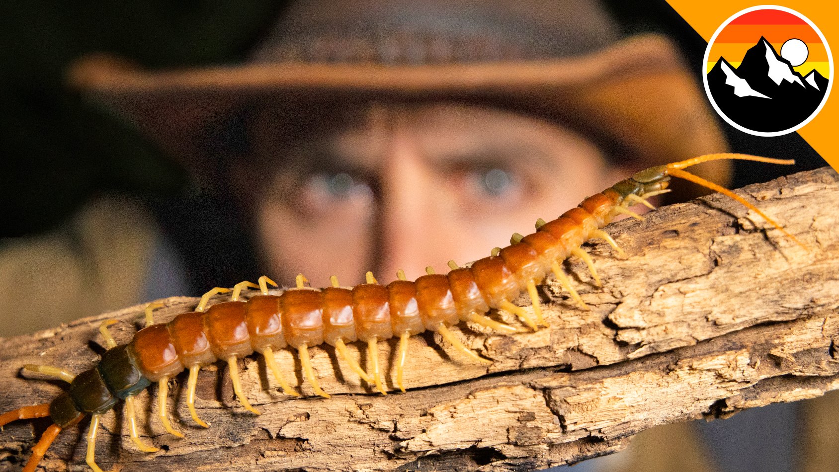 Giant Desert Centipede Bite