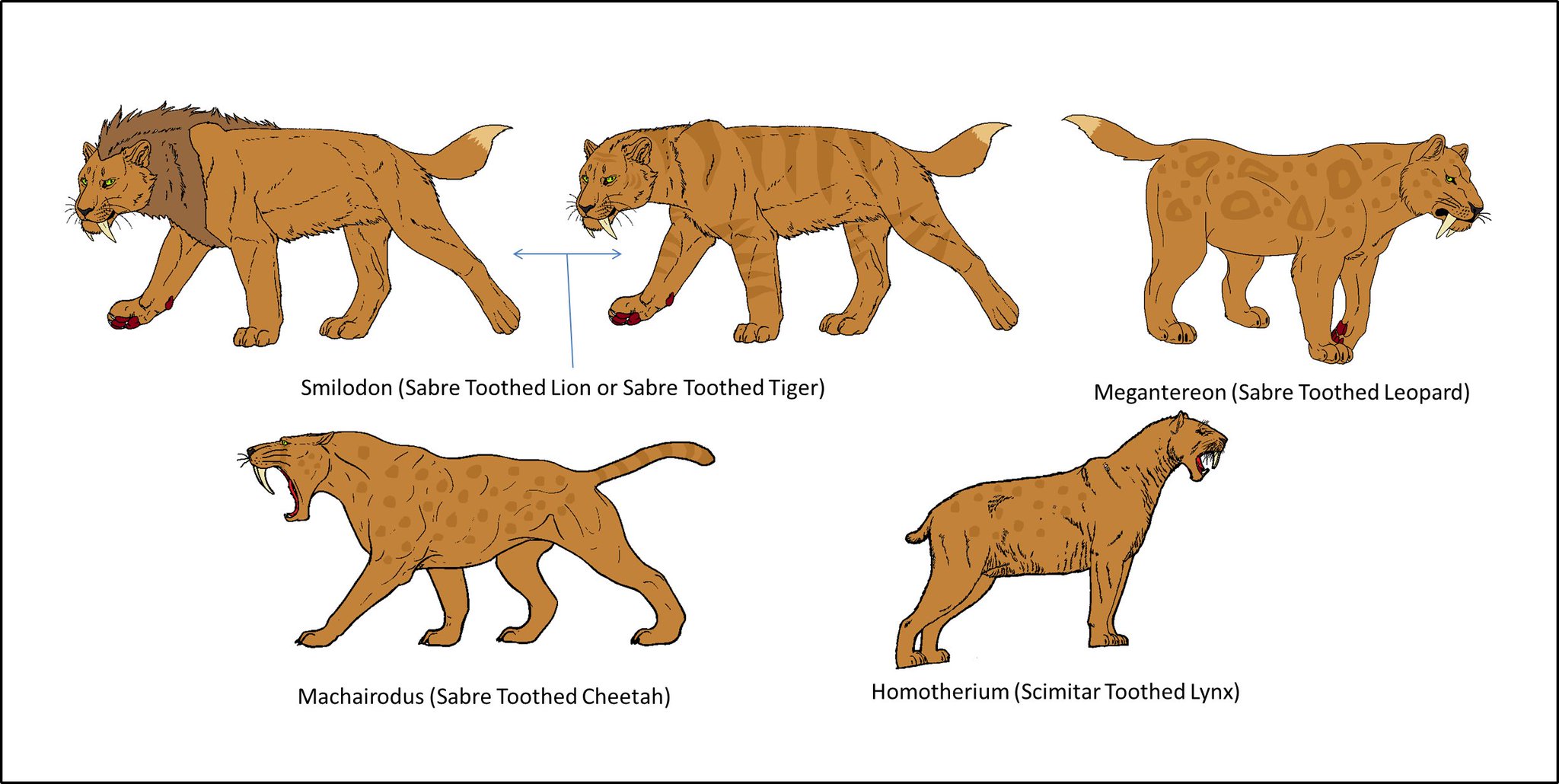 Saber Toothed Tiger Diego