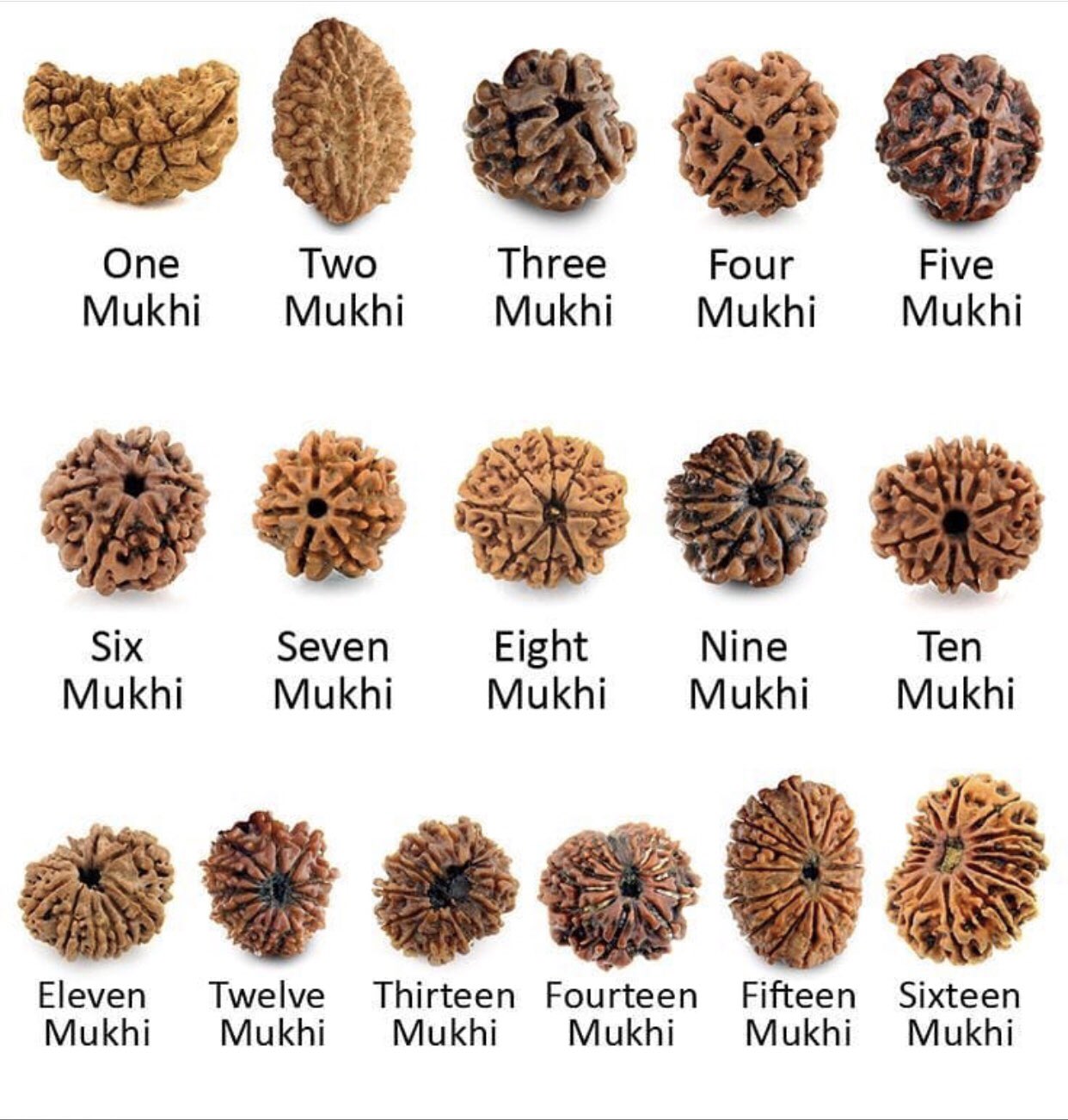 Rudraksha Tree Drawing