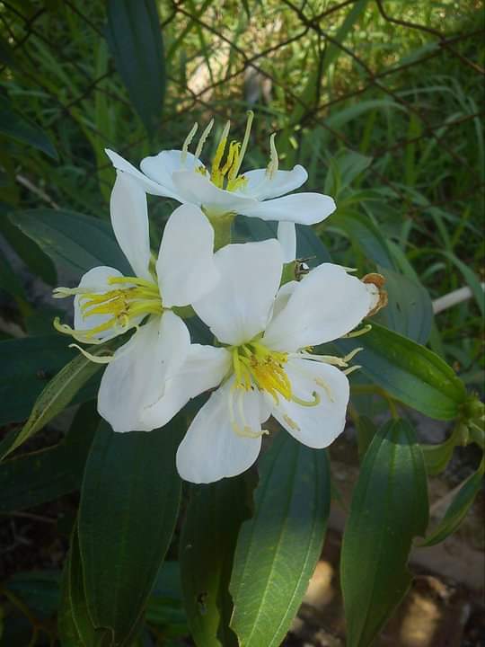 scientific name of daun senduduk - Sally White