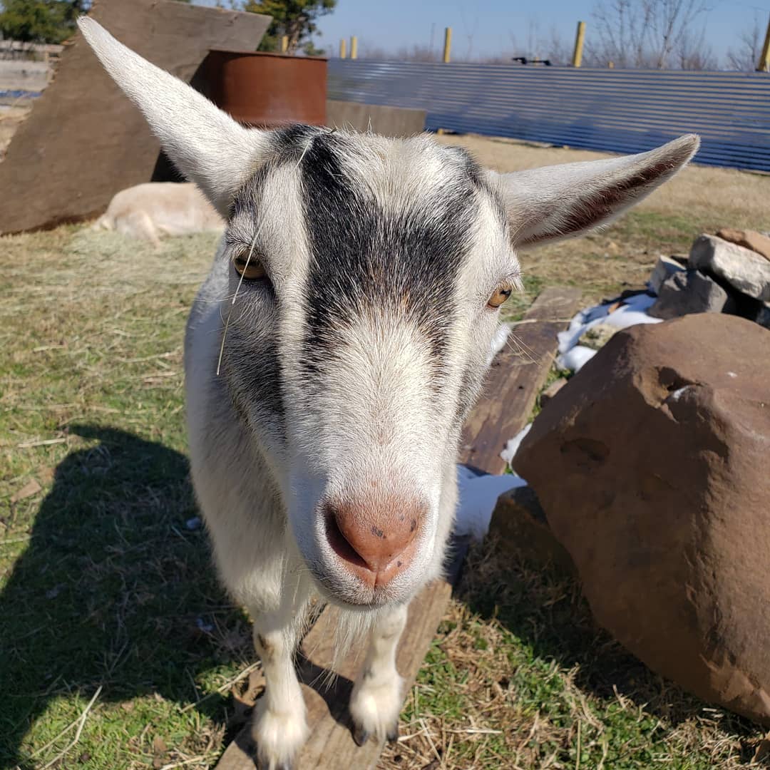 Goat - The Green Secrets Of Goat Poop / Goat synonyms, goat ...