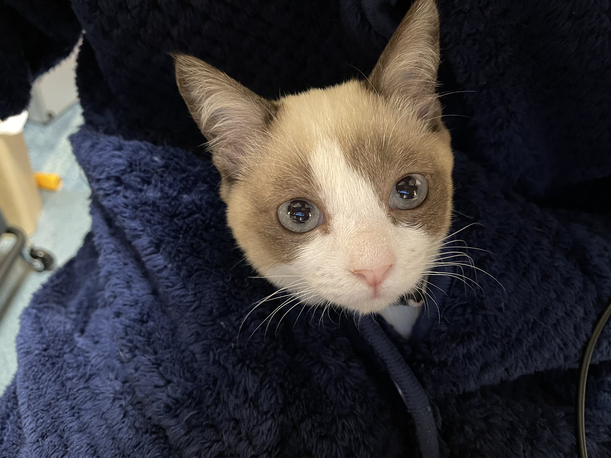 Bunta Otsuki on Twitter: "#今日のとろろ…