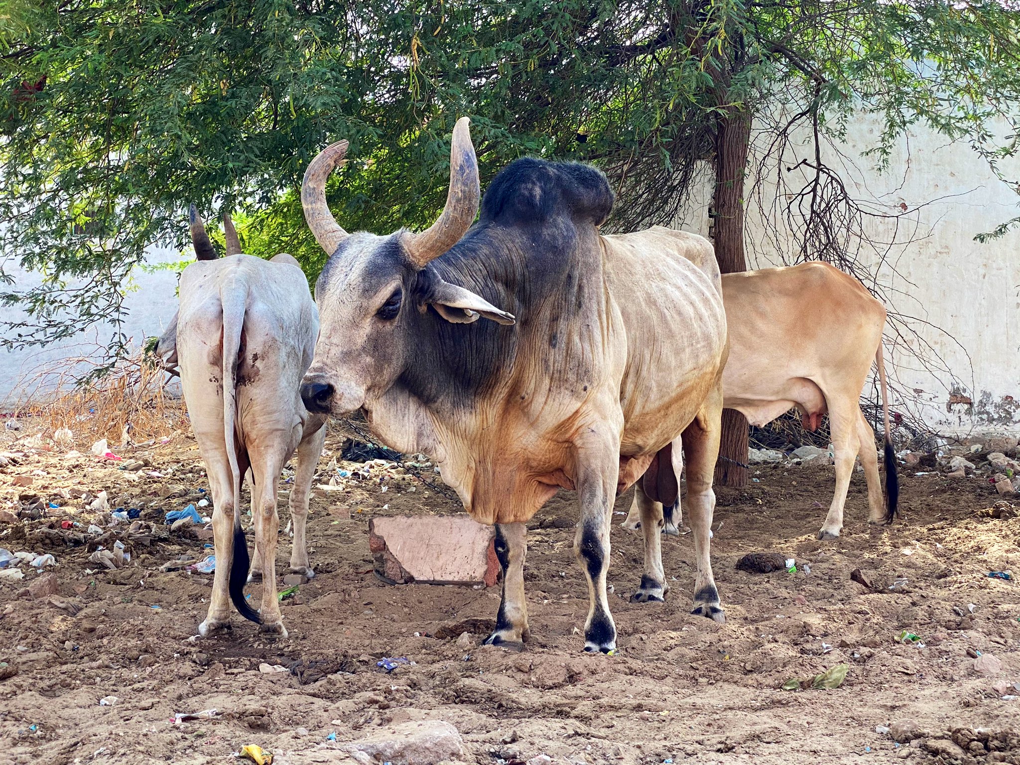 Tharparkar Bull