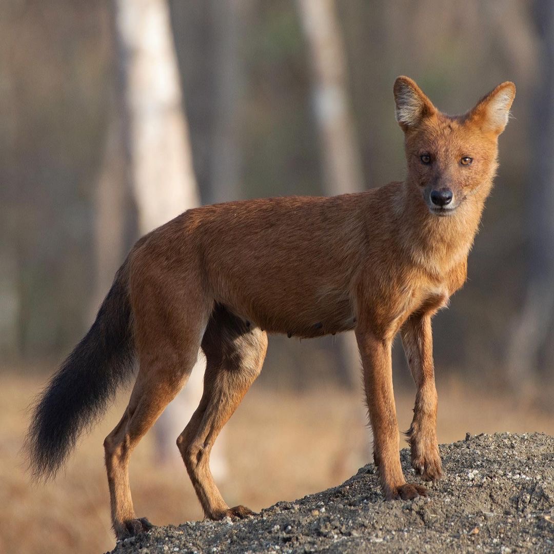 WCS-India on Twitter: "Asiatic wild dog or dhole, photographed by ...