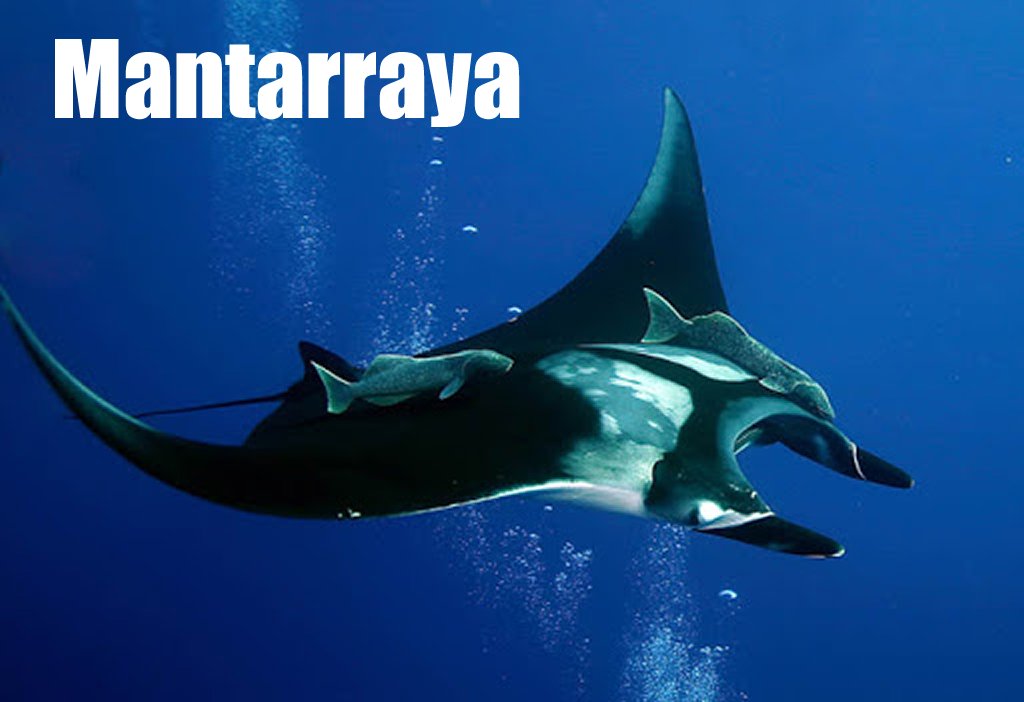 Que Come Una Mantarraya