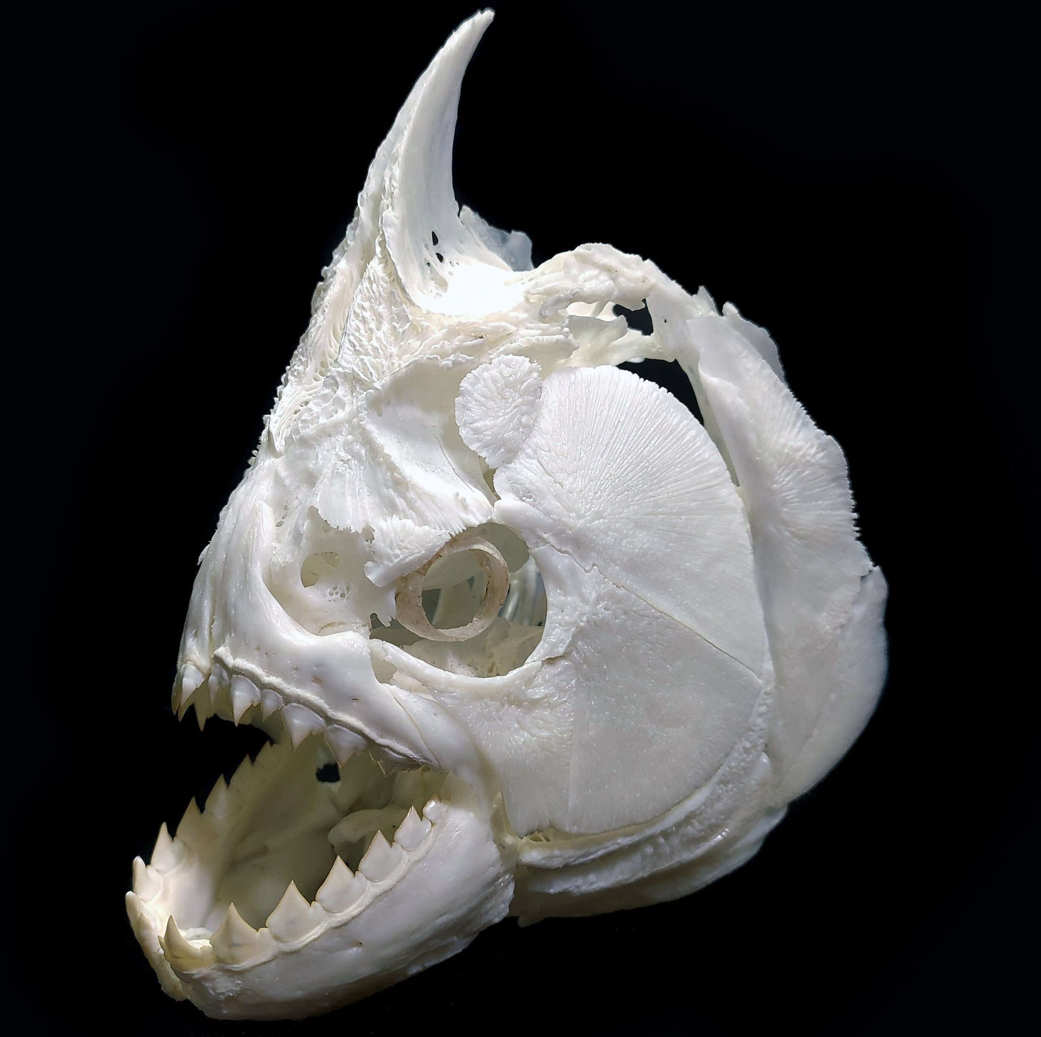 Piranha Skeleton