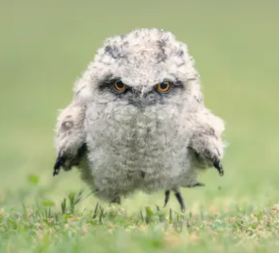 Derek Thompson on Twitter: "A new paper collected 20,000 photos of birds on Instagram and their ...