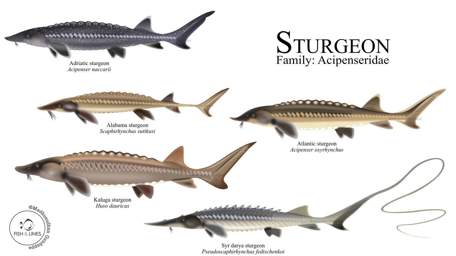 Atlantic Sturgeon Drawing