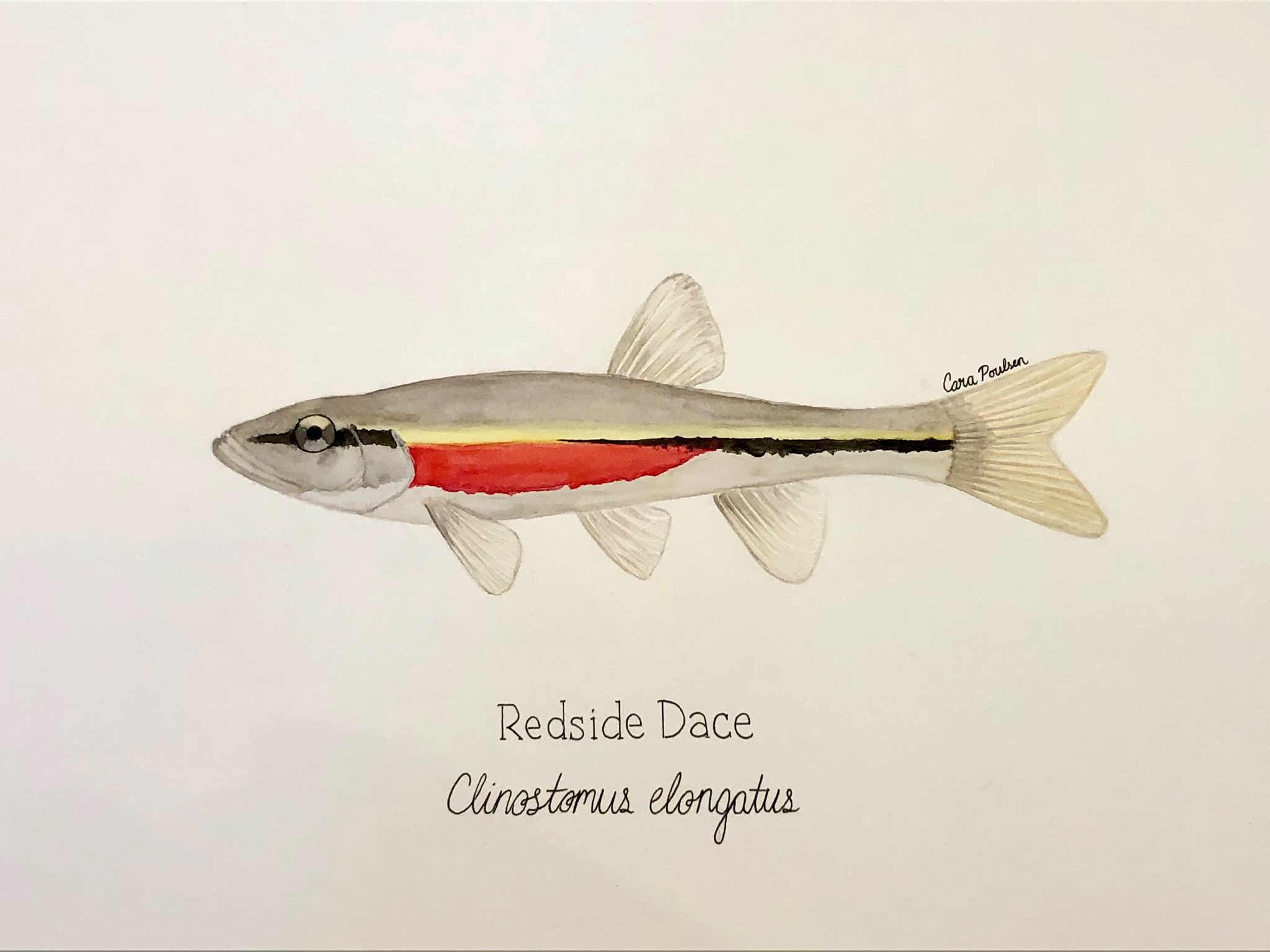 Redside Dace