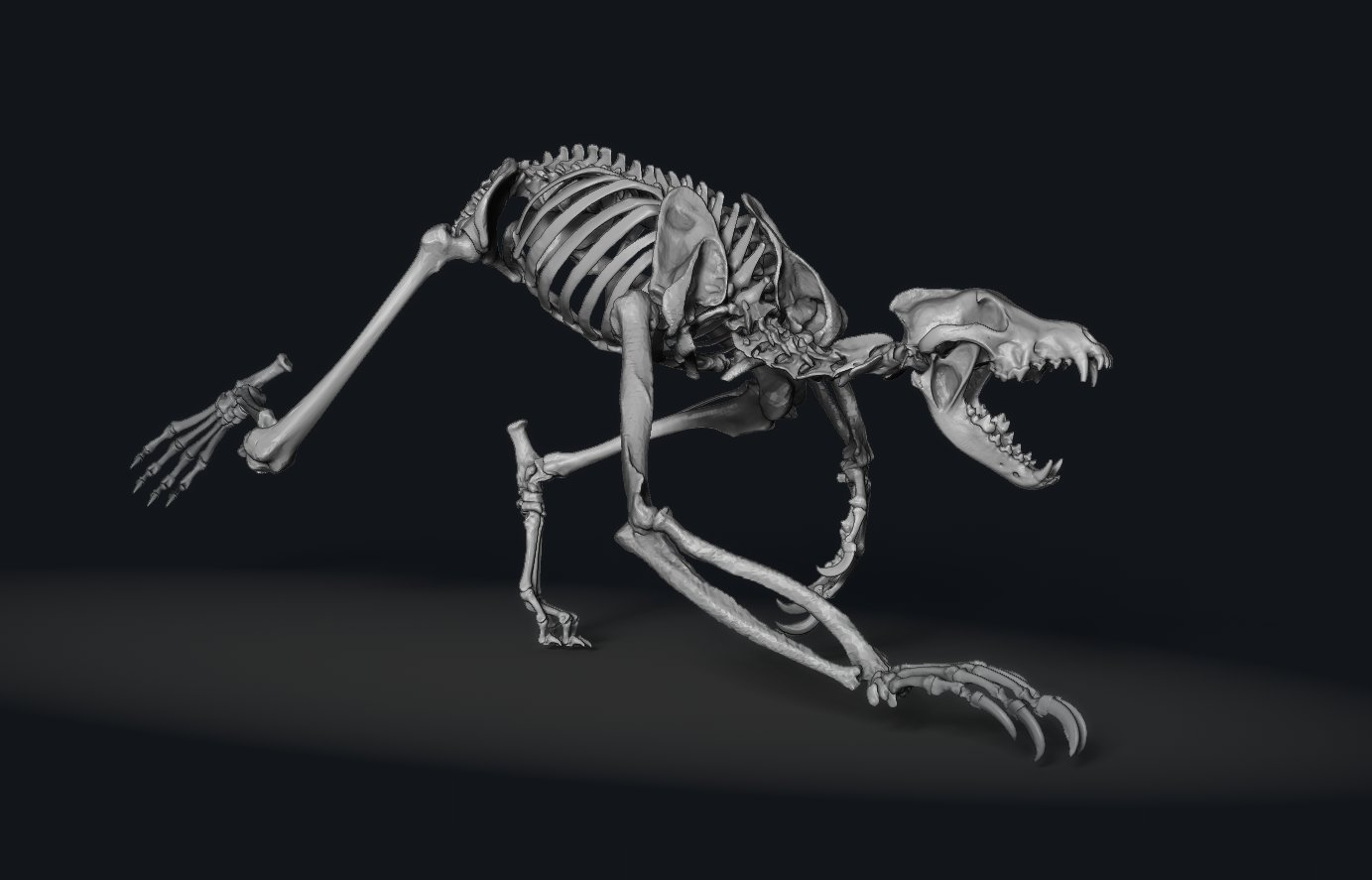 Werewolf Skeleton