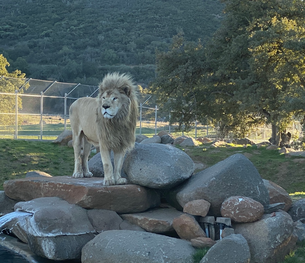 Alpine, CA Animal Sanctuary & Big Cat Rescue | Lions Tigers & Bears