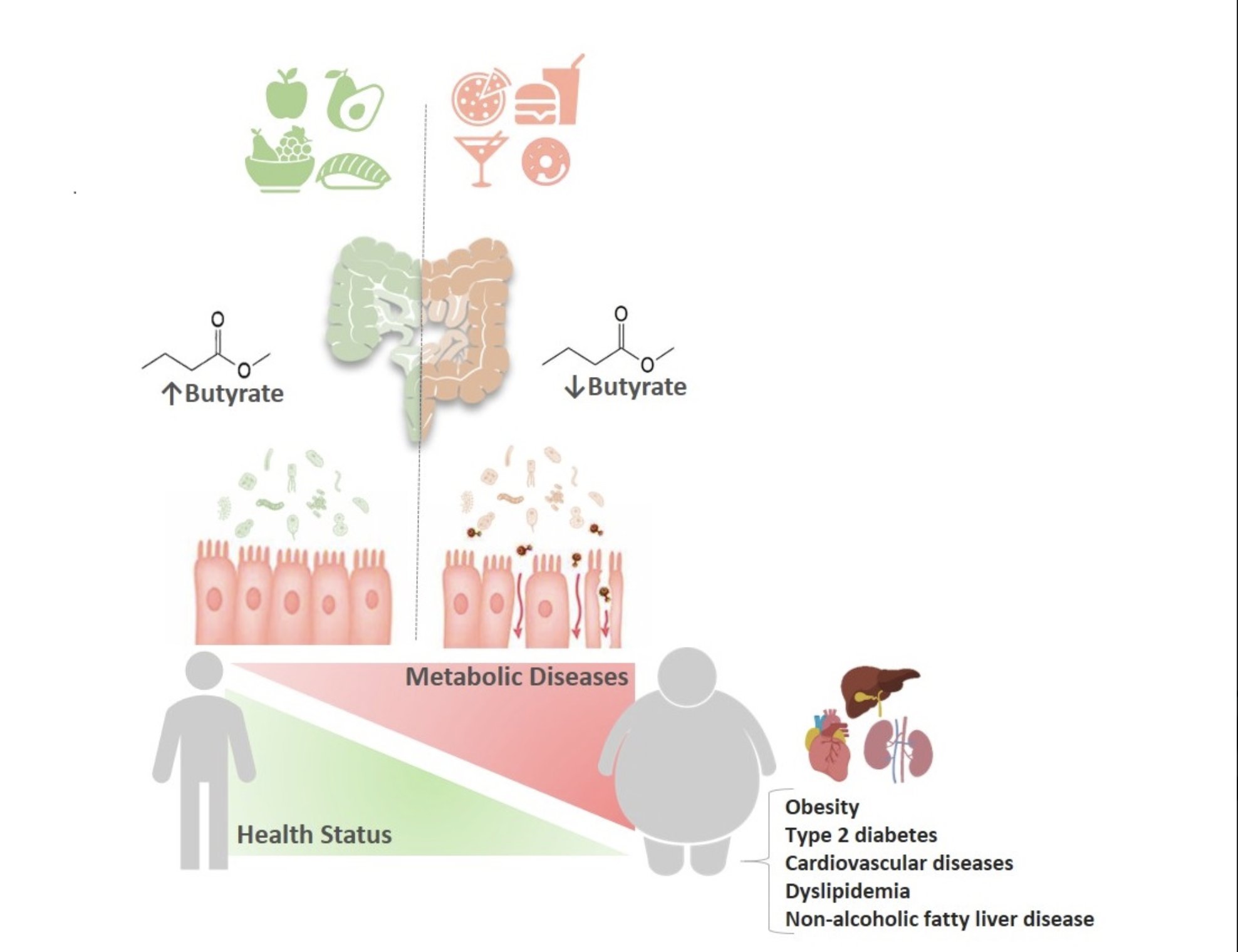 Gut Microbiota And Obesity
