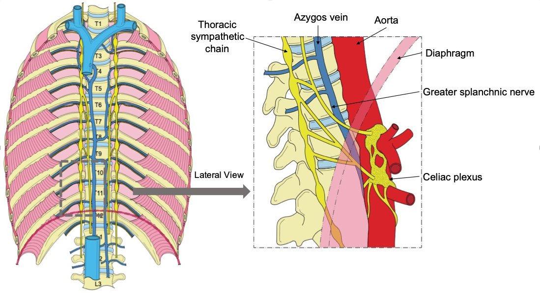 Sympathetic Chain Aorta