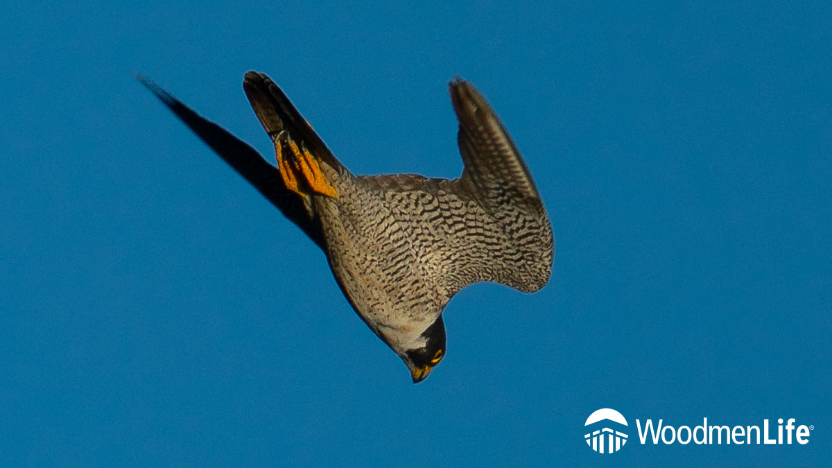 Fastest Animal On Earth Peregrine Falcon