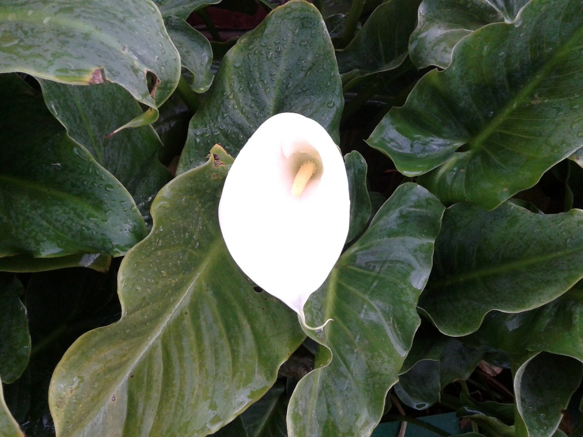 Librería Saulo (@LibreriaSaulo) | Twitter