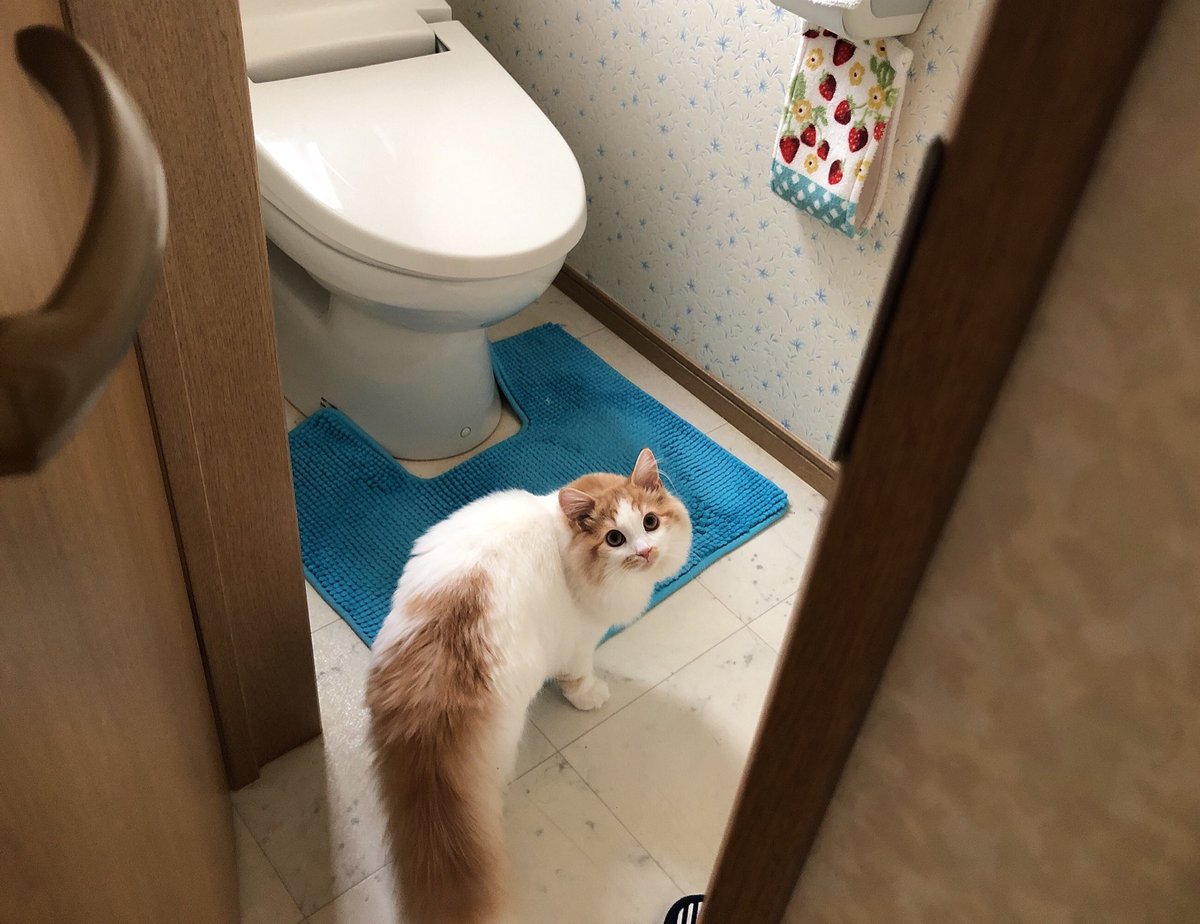 ぶんた国王 (@bunbunta_cat) | Twitter