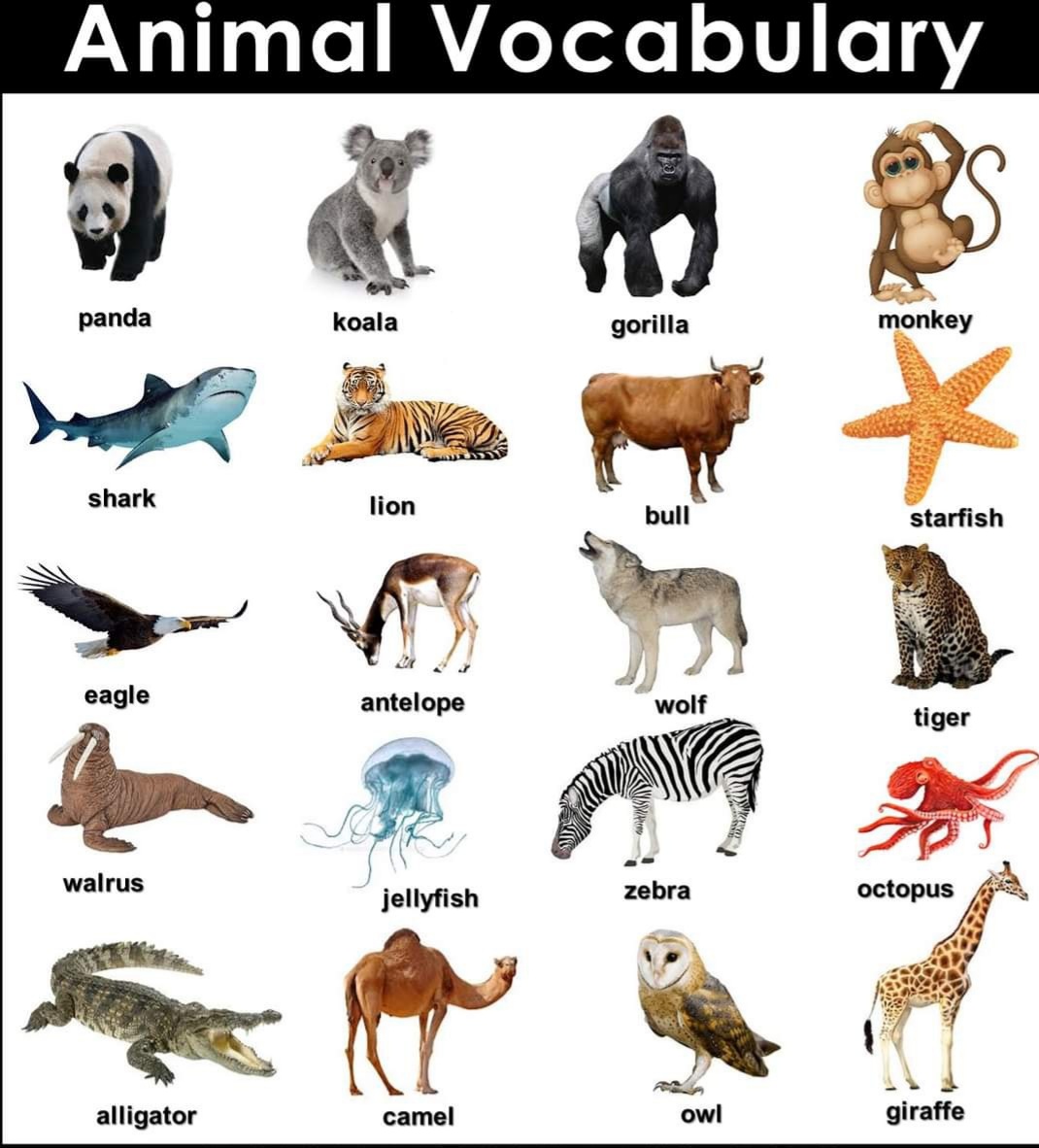 learn English on Twitter: "Animal Vocabulary #سعاد_جابر…