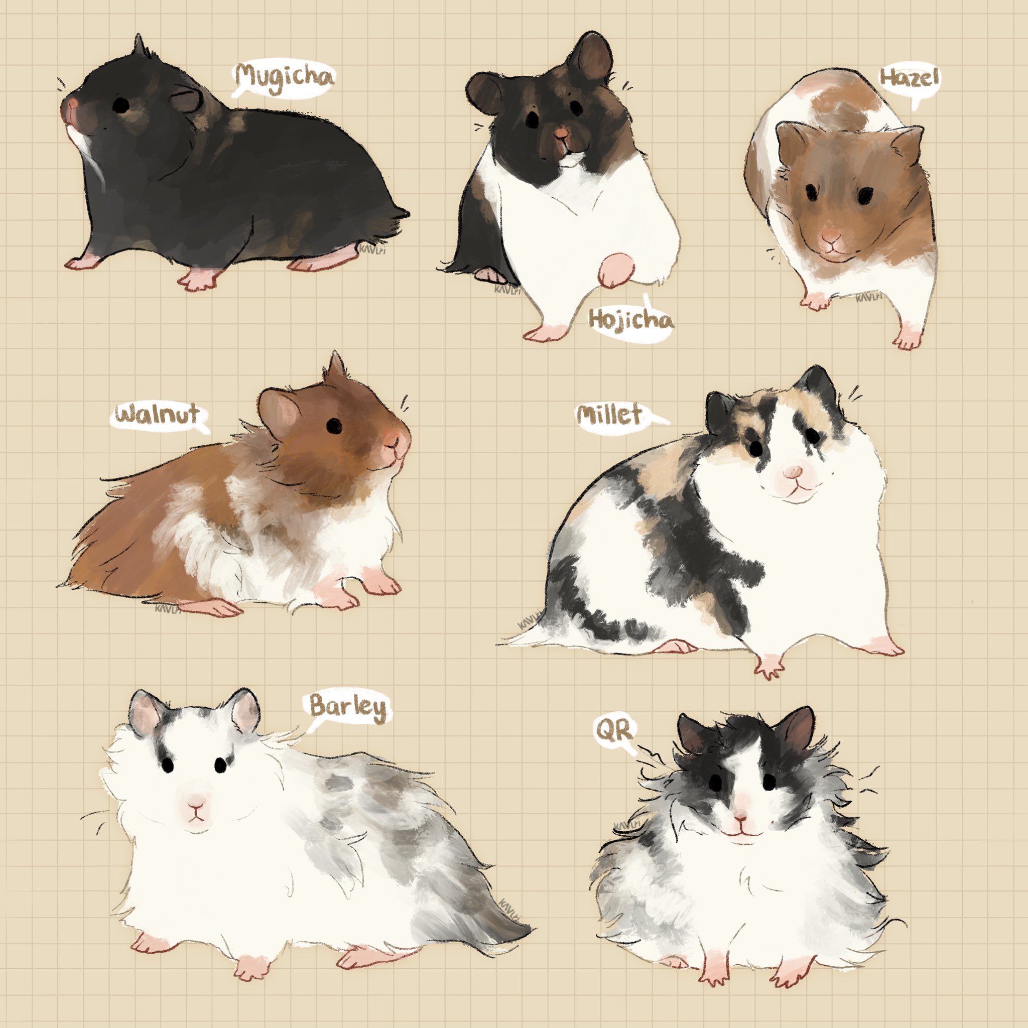 Hamster Breeds Chart