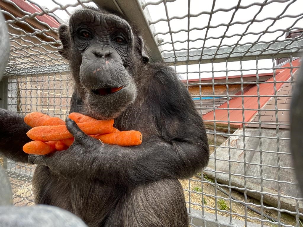Down Syndrome Chimpanzee