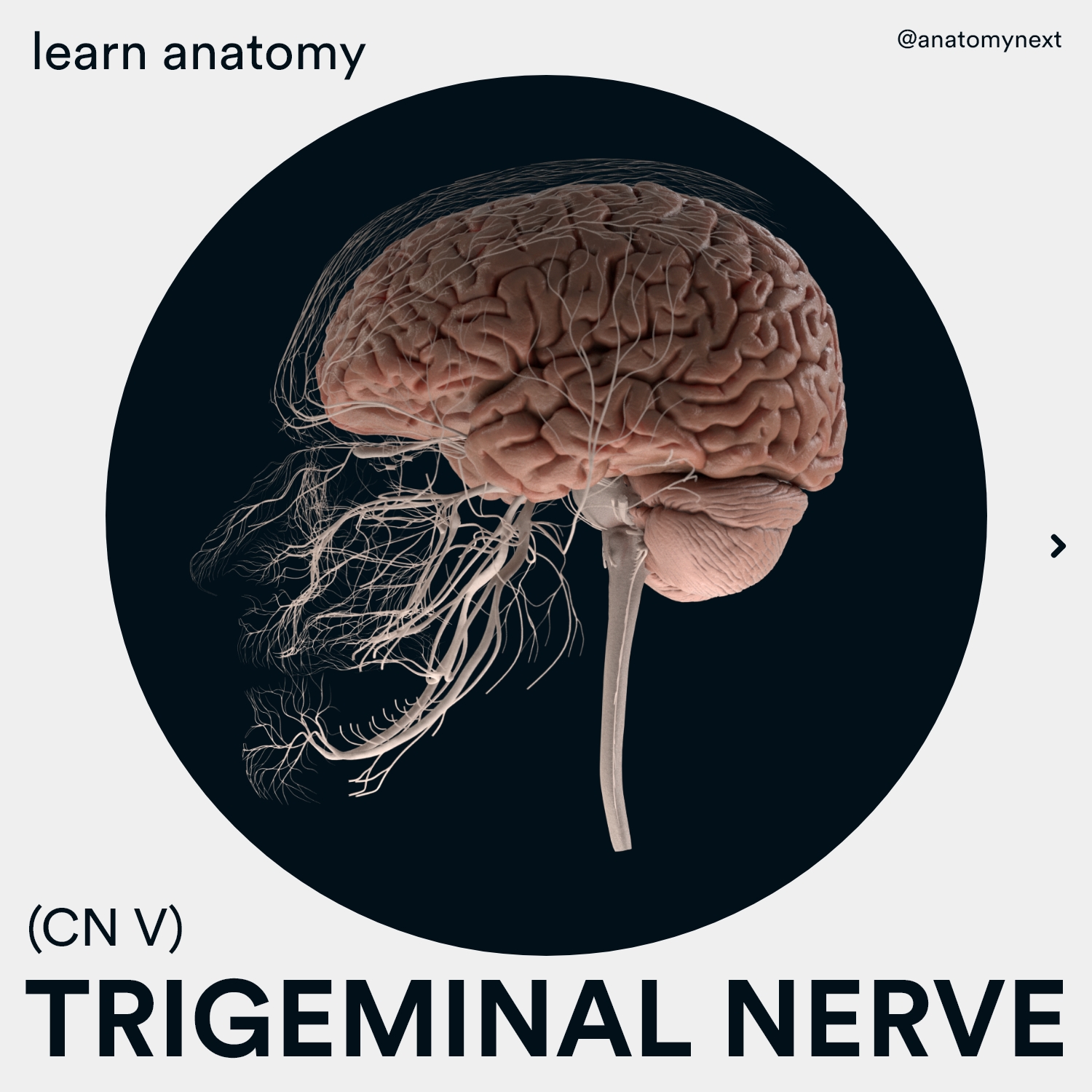 Ophthalmic Nerve Branches Mnemonic