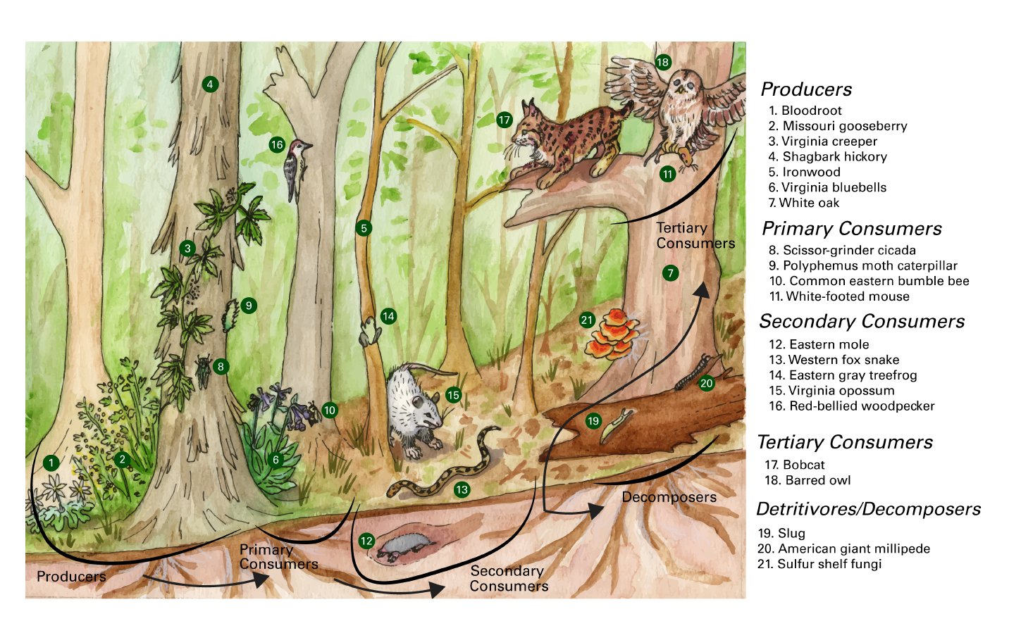 Forest Food Web With 20 Organisms