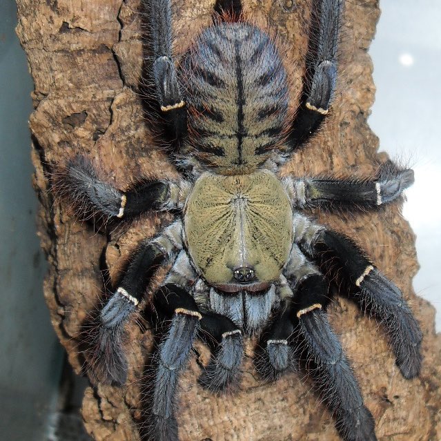 Cyriopagopus Schioedtei