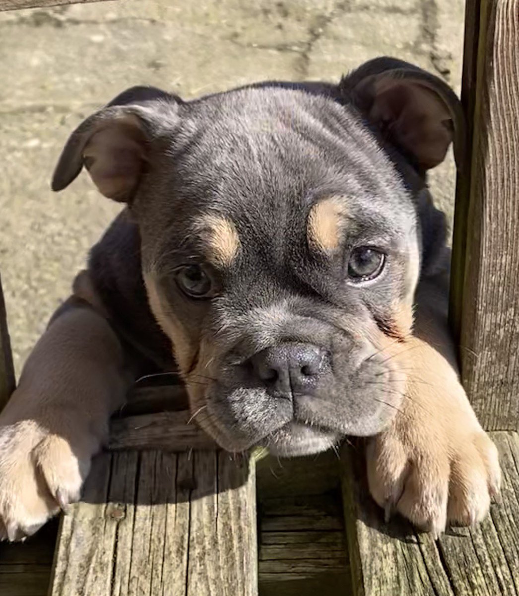 Blue Old English Bulldog Puppies
