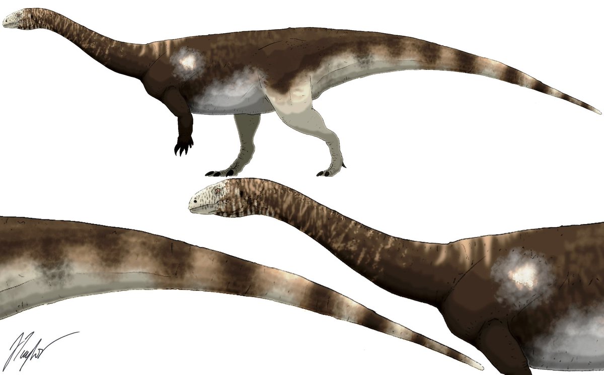 Lufengosaurus