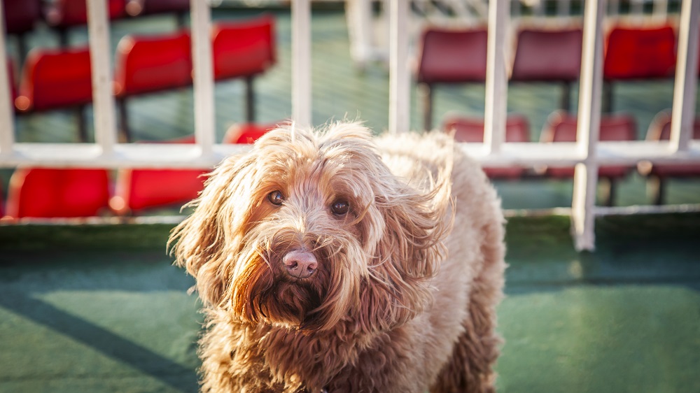 Can I Bring My Dog On The Ferry