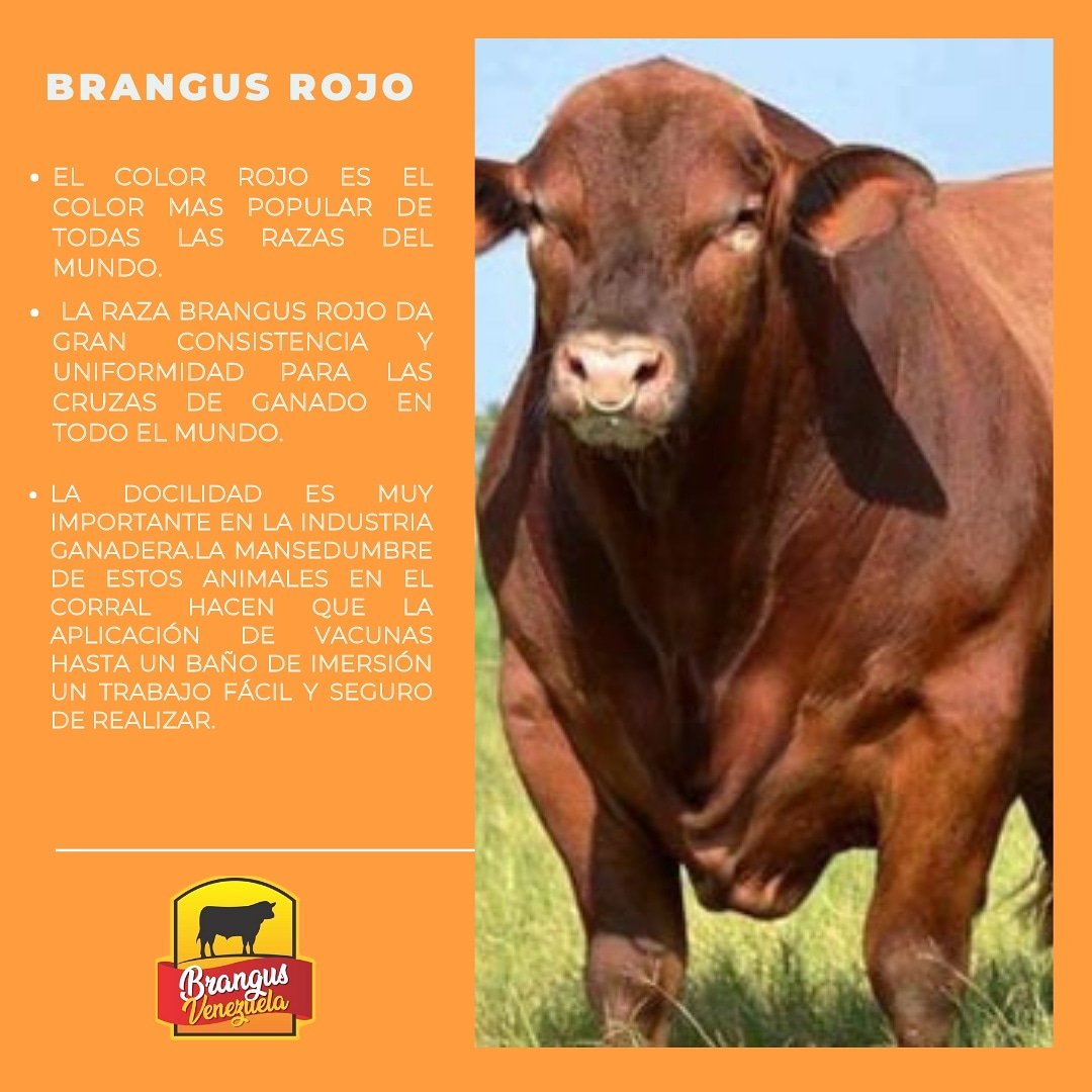 Ganado Brangus