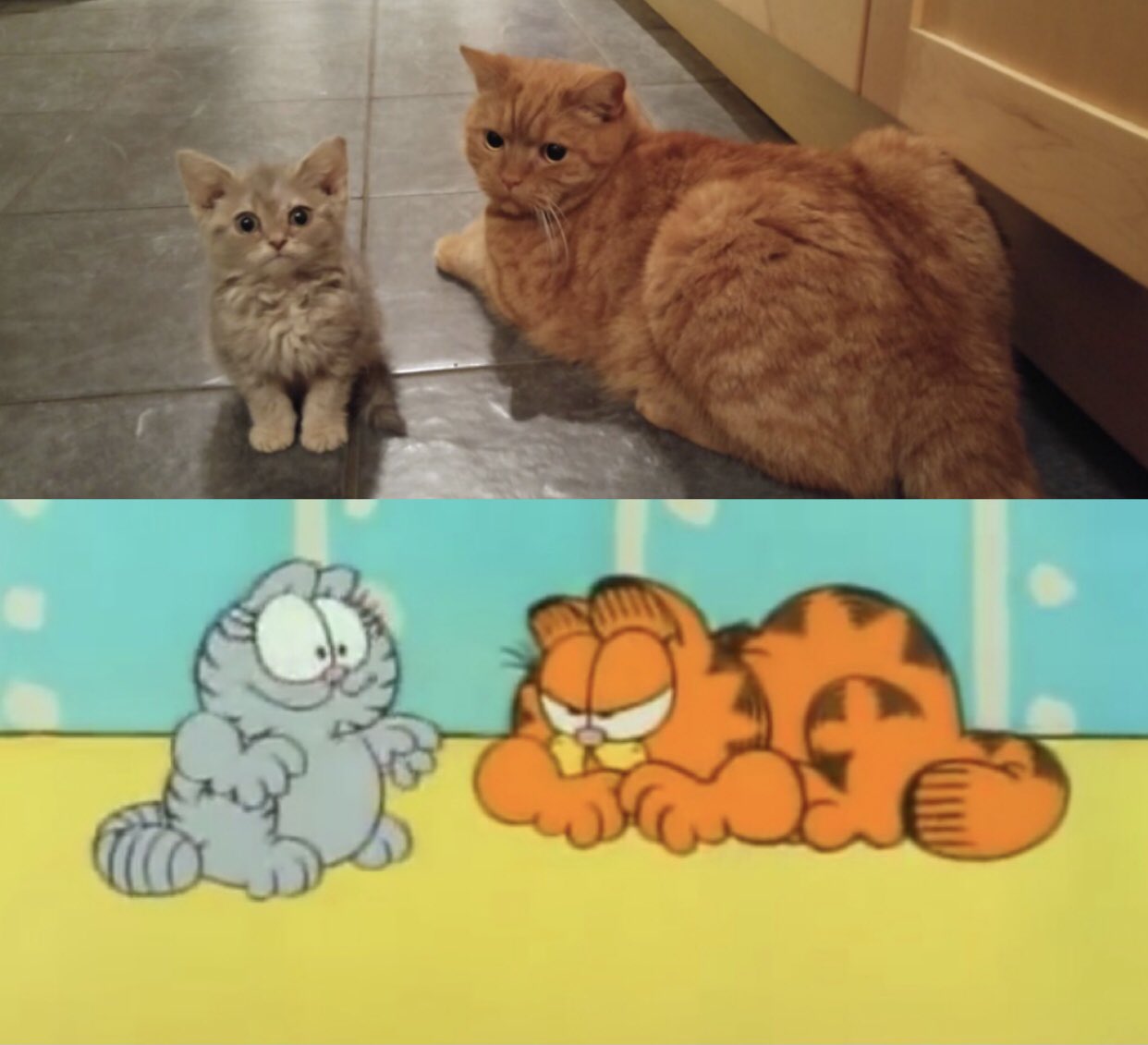 Garfield And Nermal