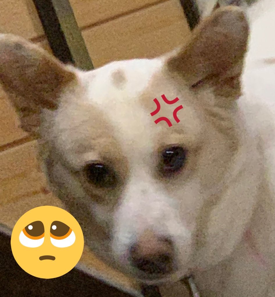 anger vein animal focus emoji no humans animal angry meme illustration ...