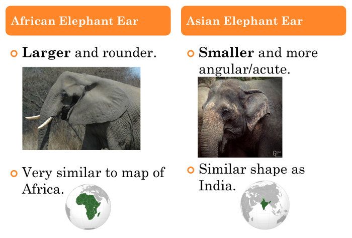 African Elephant Vs Asian Elephant Vs Indian Elephant