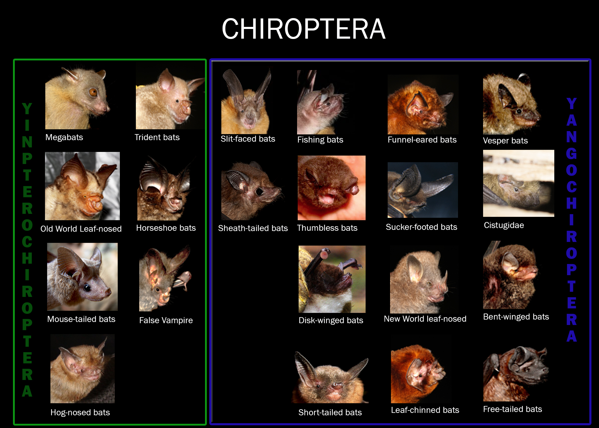 Chiroptera