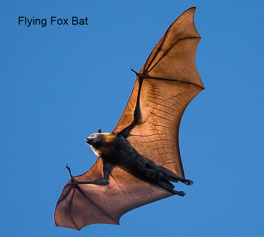 Bumblebee Bat Flying