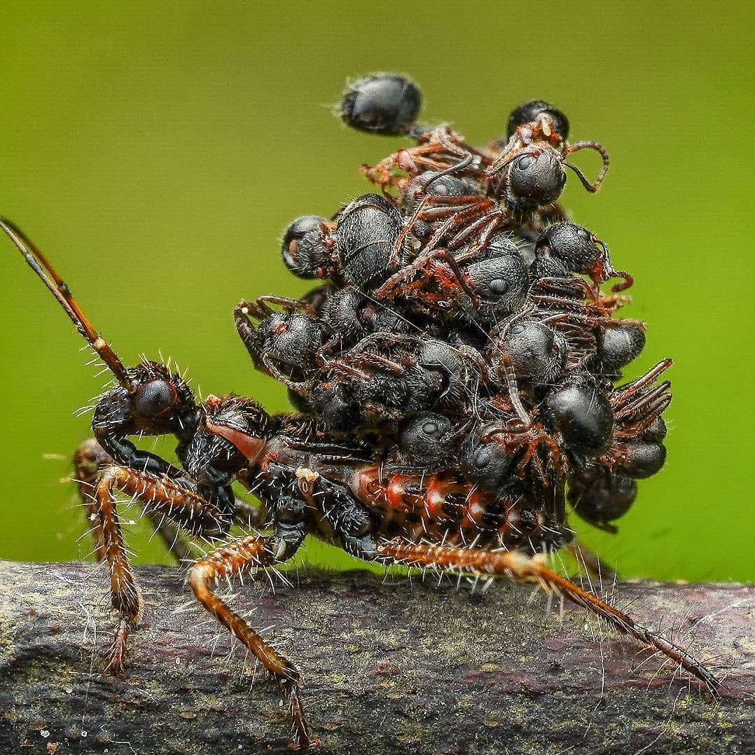 البق القاتل خاطفة النمل Ant snatcher Assissen bug لأسم العلمي ...