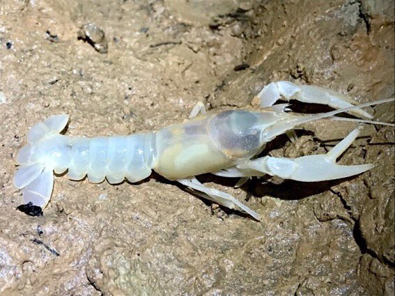 Blind Cave Crayfish