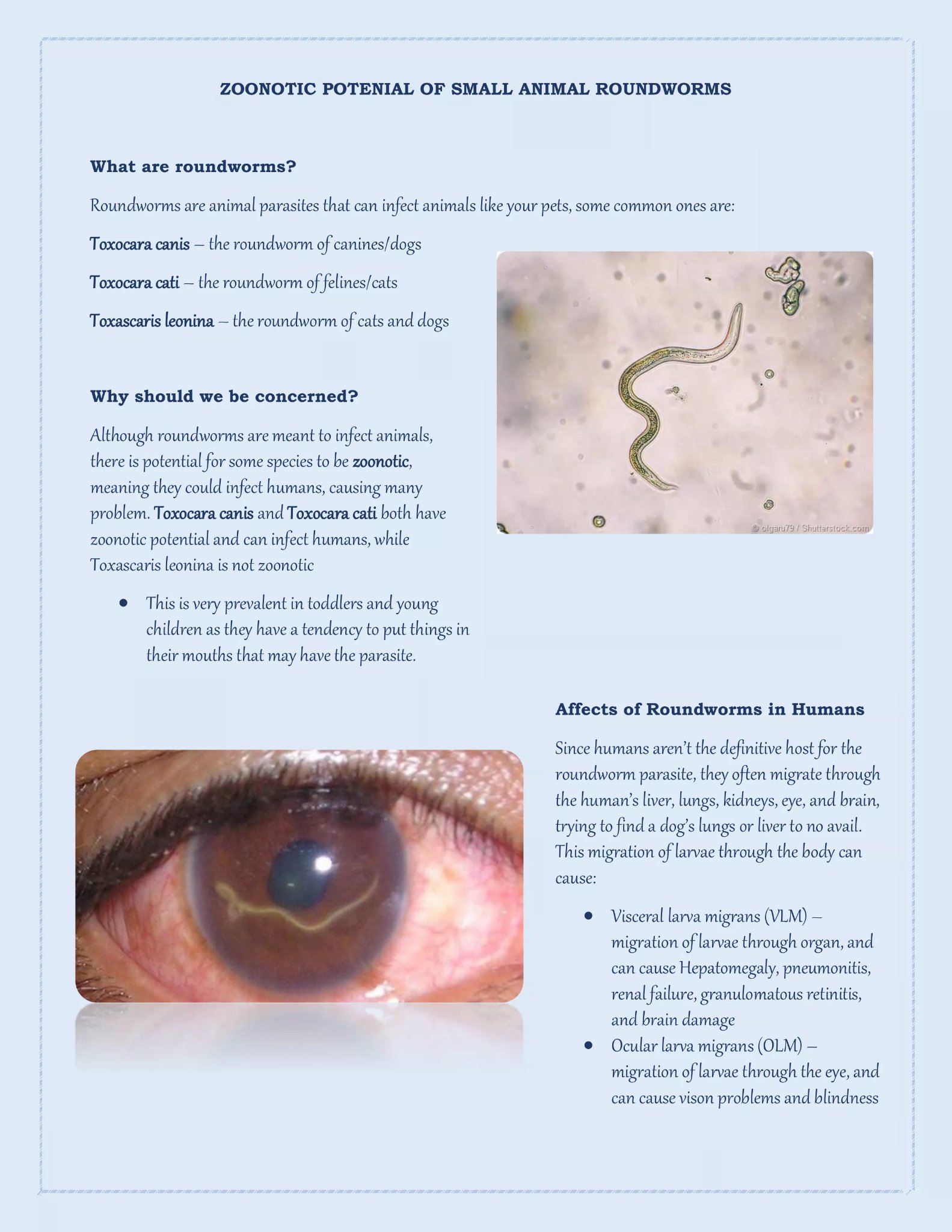 Toxascaris Leonina Ova