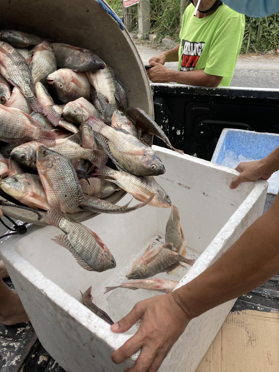 LOOK: Fishers in Binangonan, Rizal set apart over 50 kilos of surplus ...