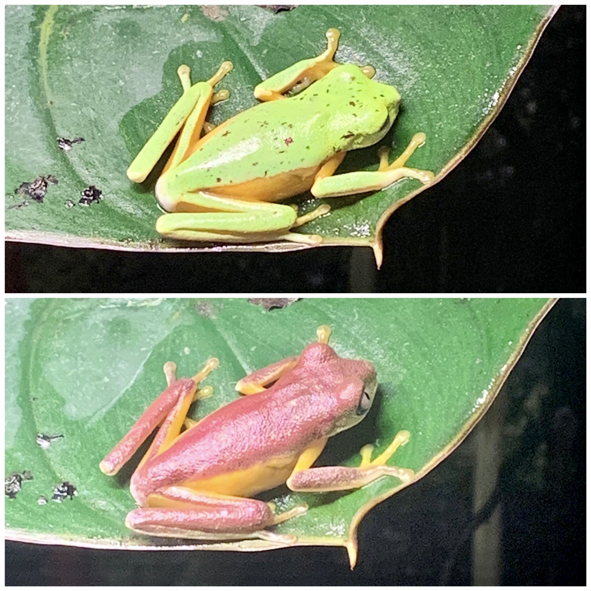 Red Eyed Frog Color Change