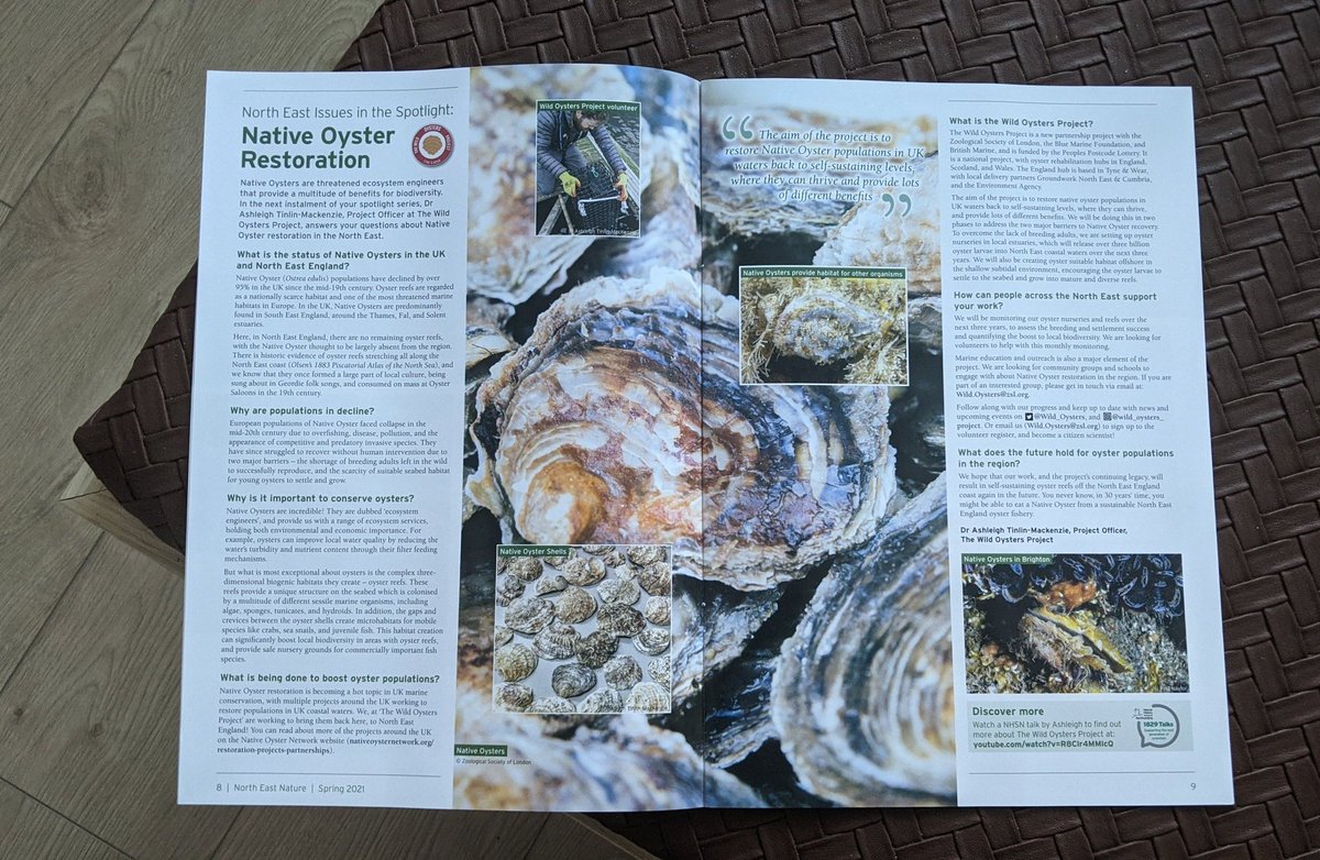 News – Wild Oysters project