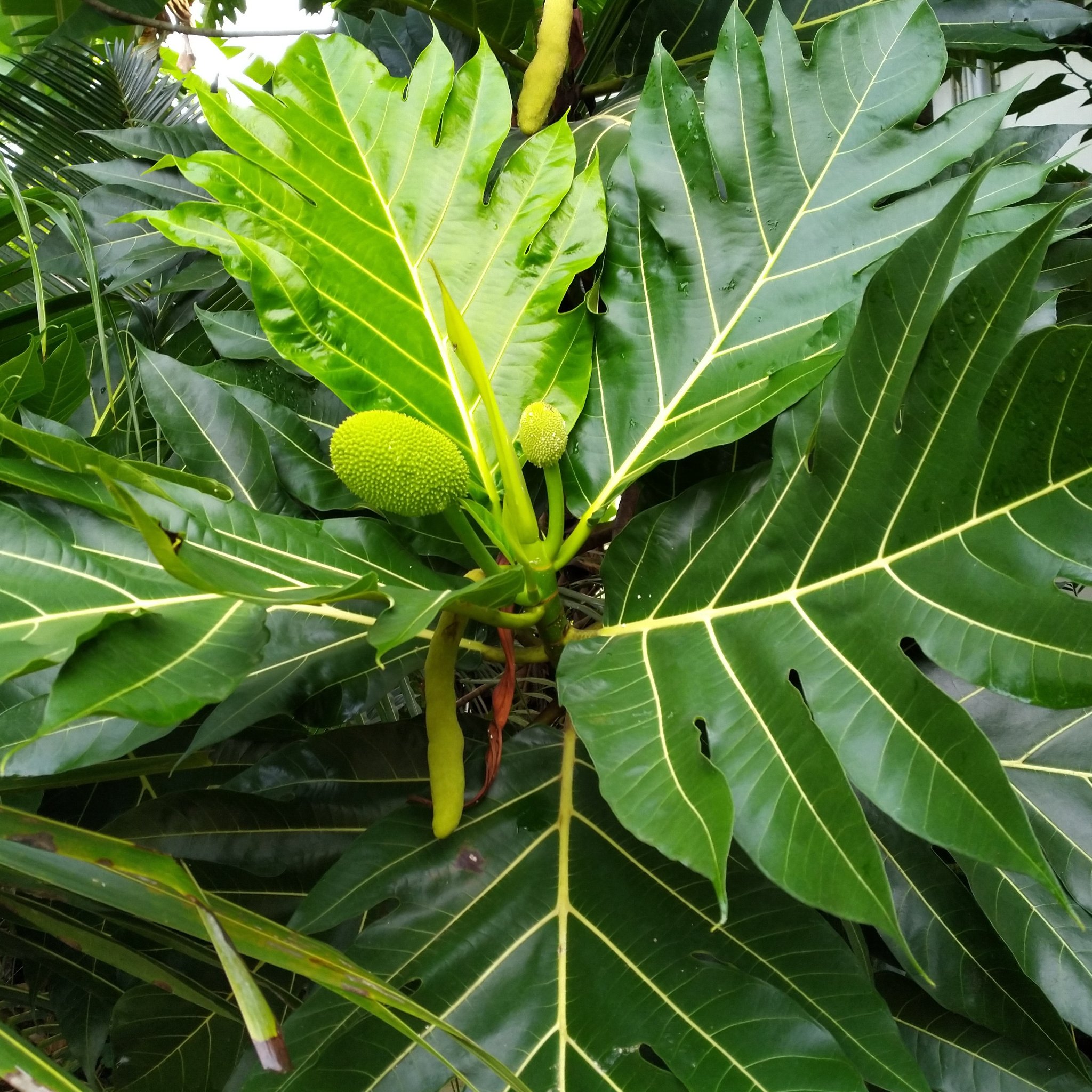 Breadfruit Tree Leaf BBC Reports On Benefits Of Breadfruit Trees
