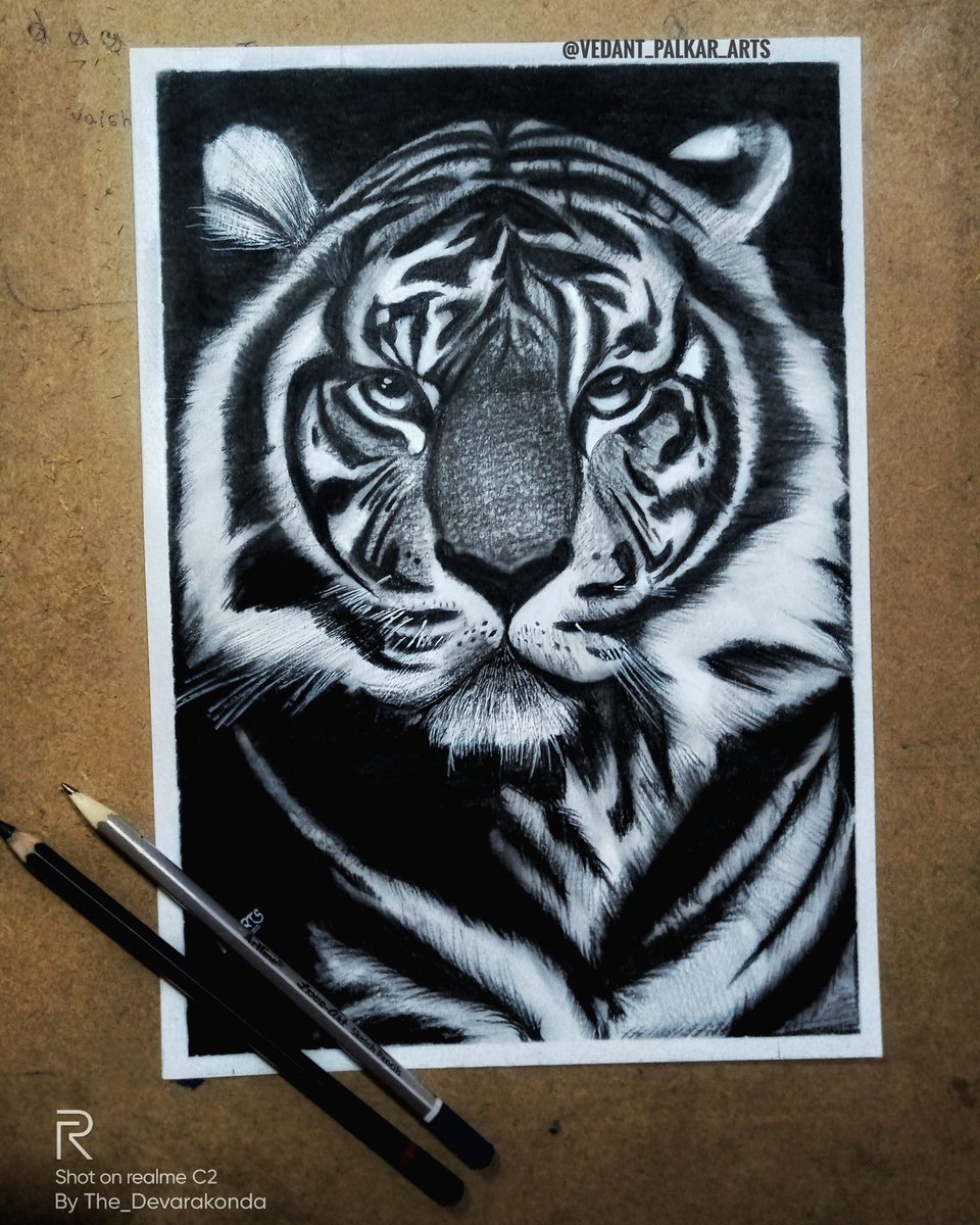 Realistic Tigers To Draw